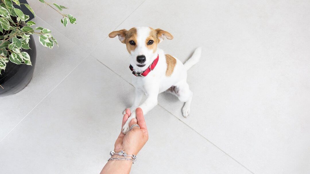 7 Basic Dog Training Commands You Need To Know Purina 7 Basic Dog Training Commands You Need To Know Purina